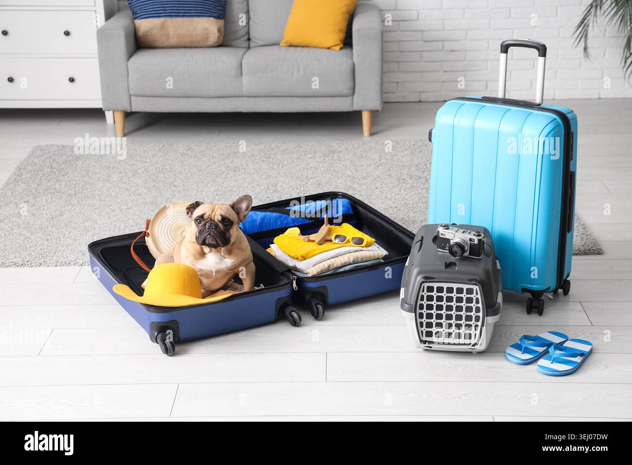 Cute French bulldog lying in suitcase with clothes and travelling ...