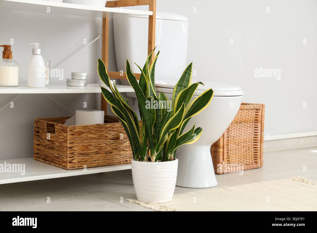 Sansevieria plant near toilet bowl in restroom Stock Photo - Alamy