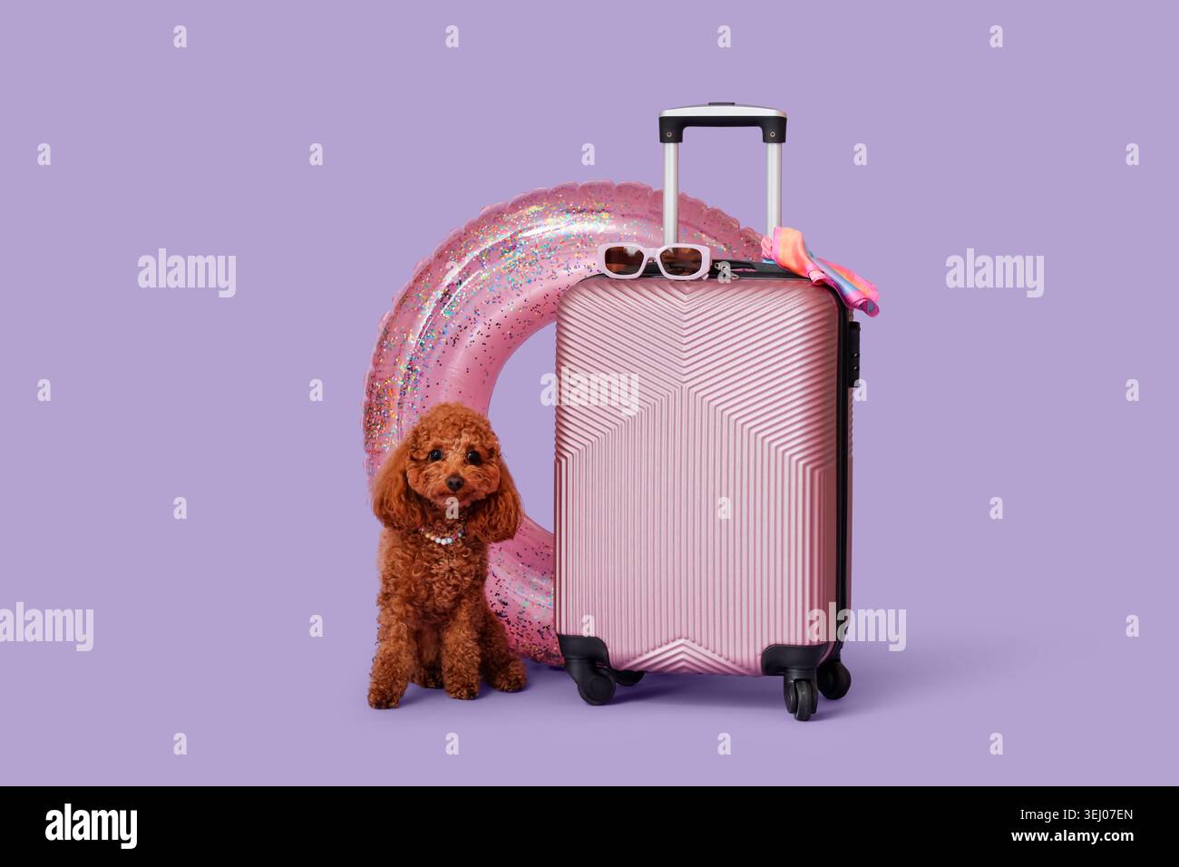Cute Toy Poodle dog with inflatable ring and suitcase on lilac ...