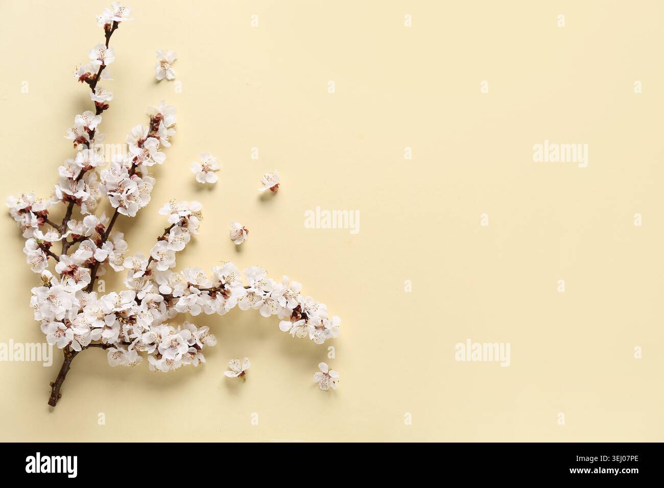 Beautiful blooming tree branch on yellow background Stock Photo - Alamy