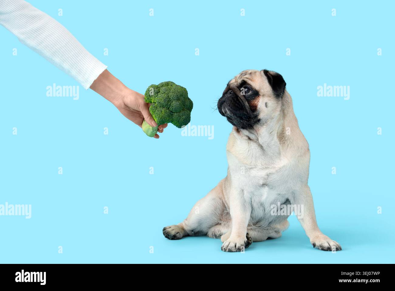 Cute pug dog and female hand with broccoli on blue background Stock ...