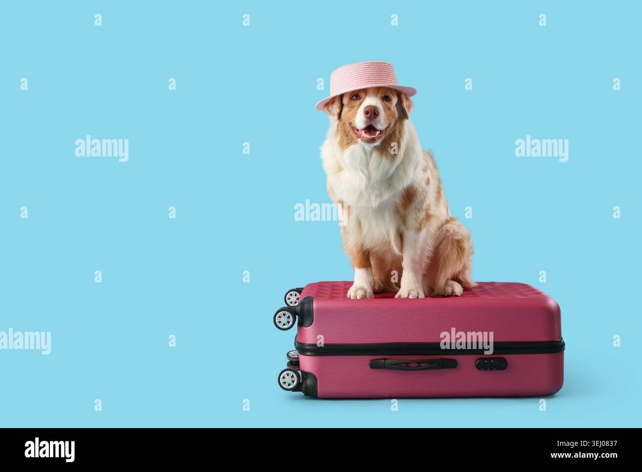 Cute Australian Shepherd dog in summer hat with suitcase on blue ...