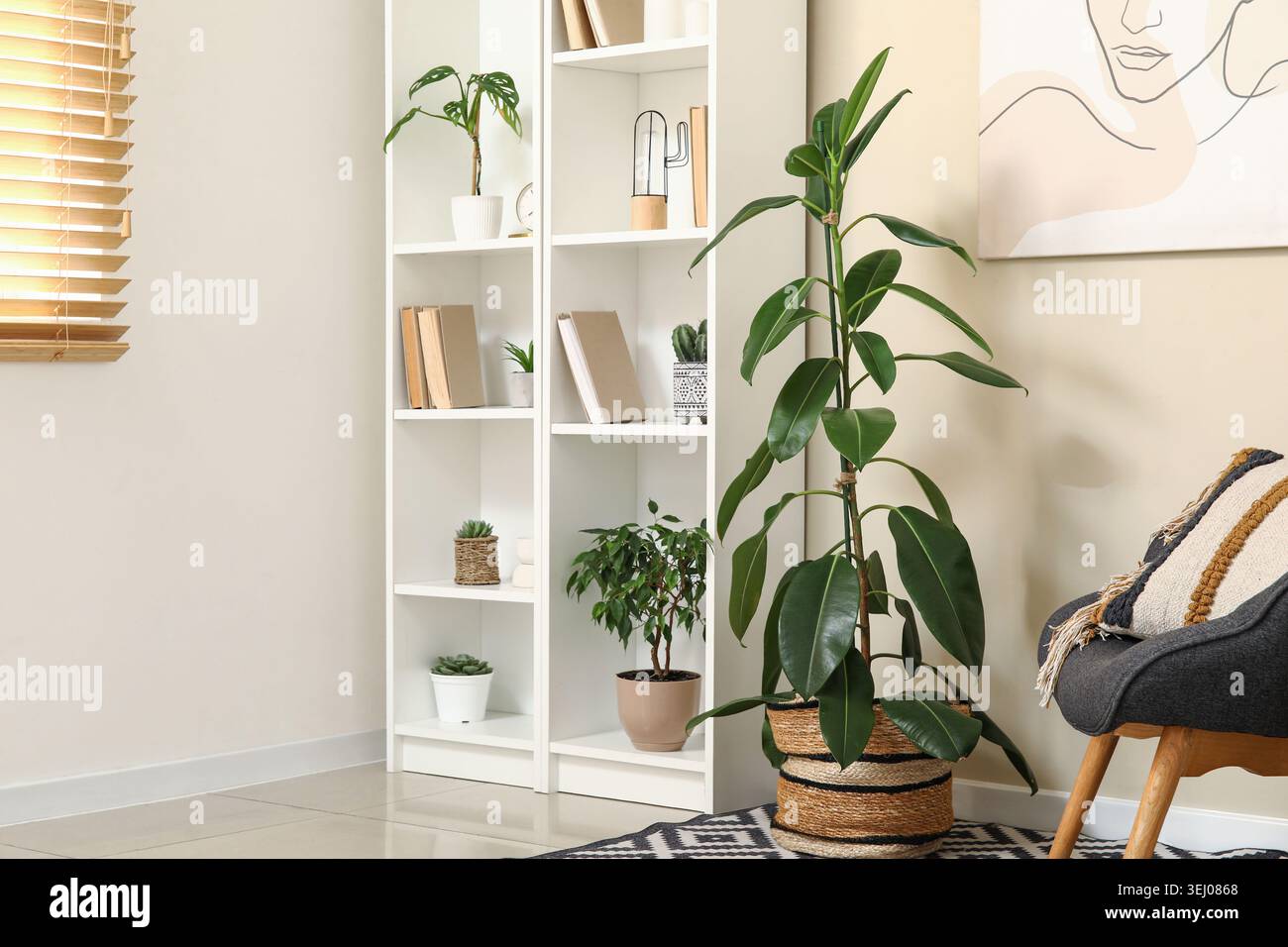 Shelving unit and houseplant in interior of living room Stock Photo - Alamy