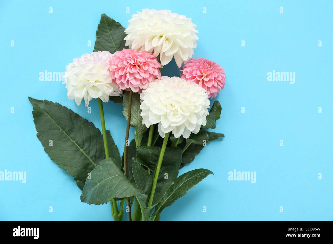 Beautiful dahlia flowers on blue background Stock Photo - Alamy