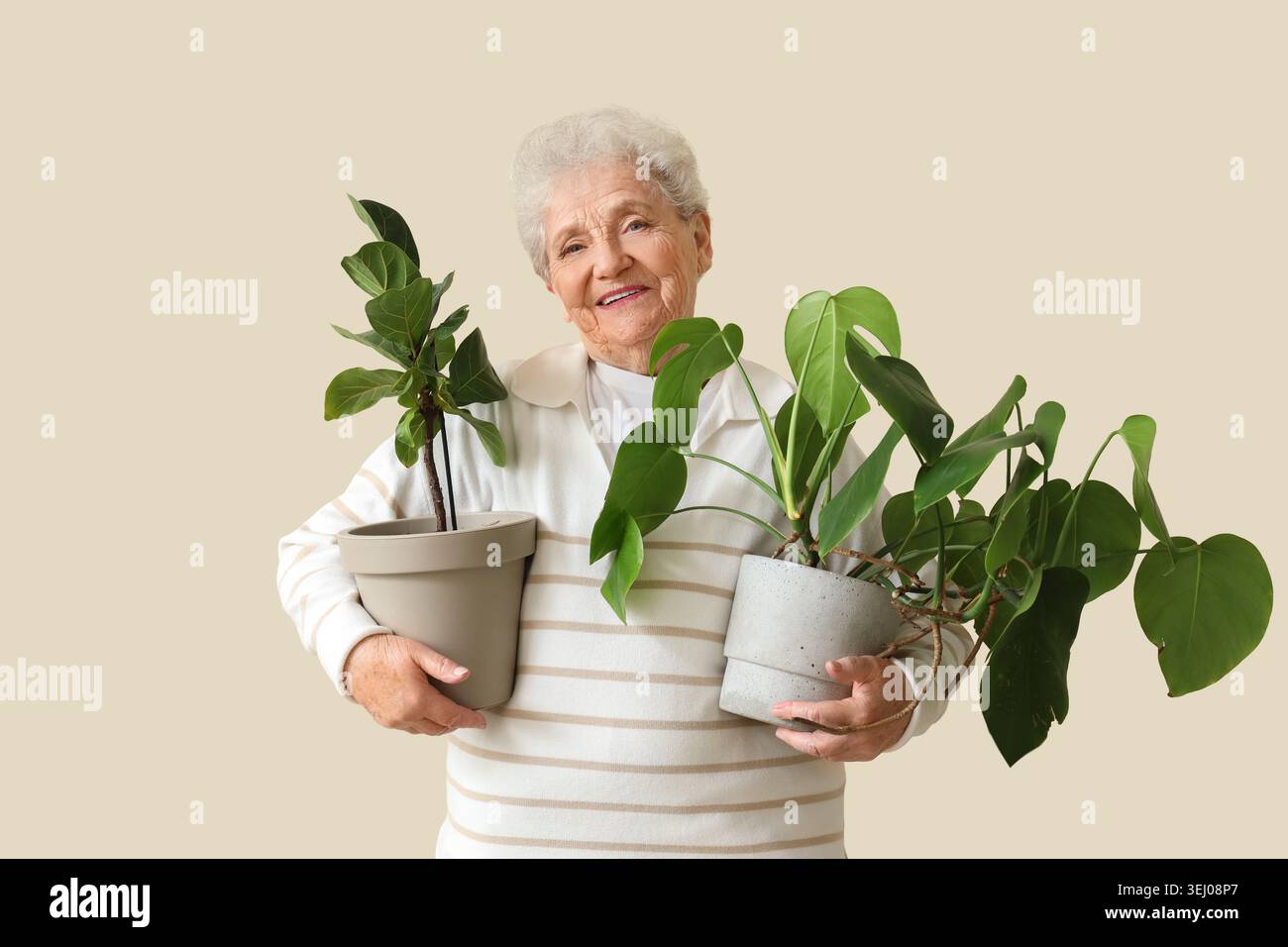 Senior gardener with plants on light background Stock Photo - Alamy