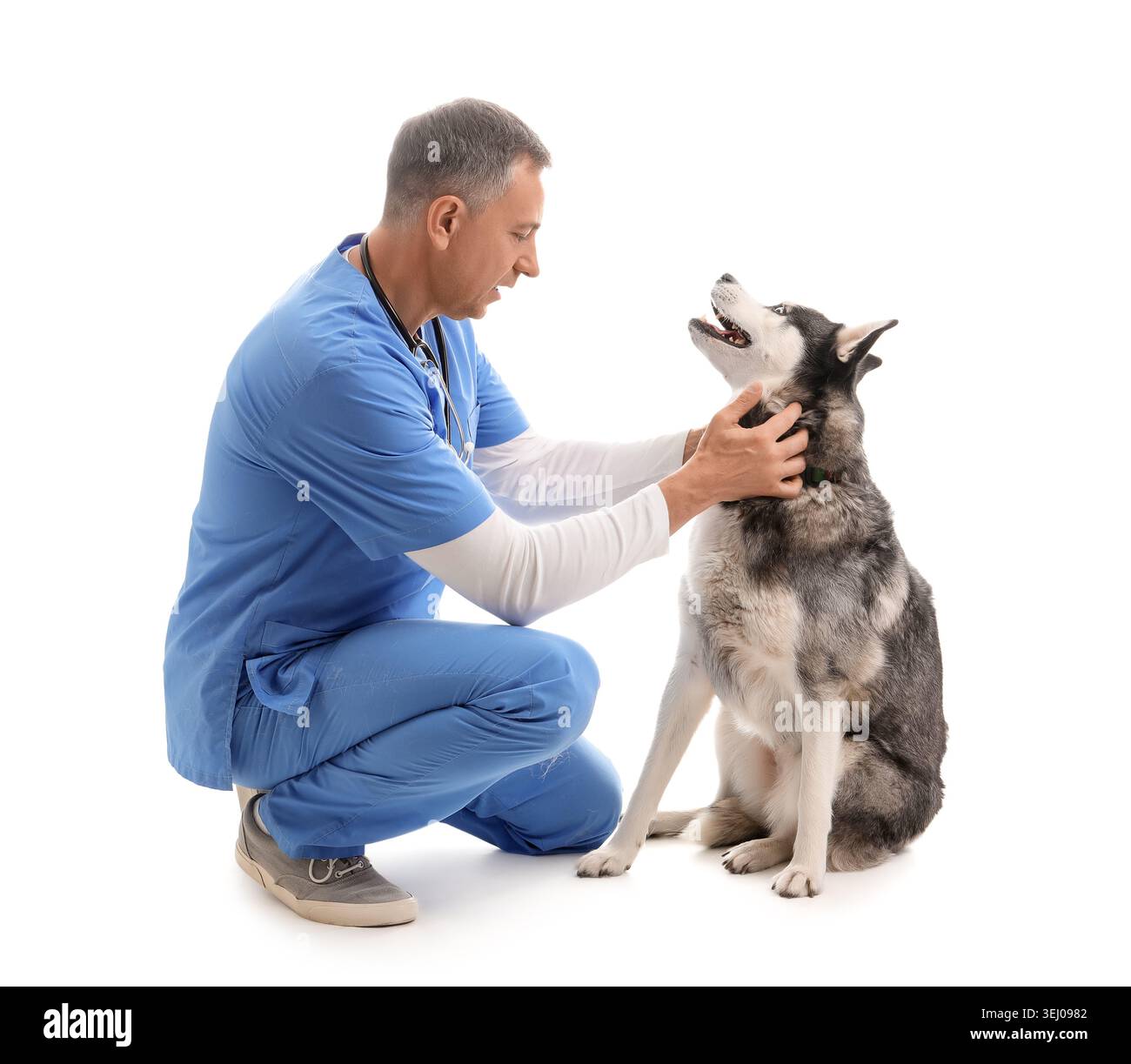 Male veterinarian with cute husky dog on white background Stock Photo ...