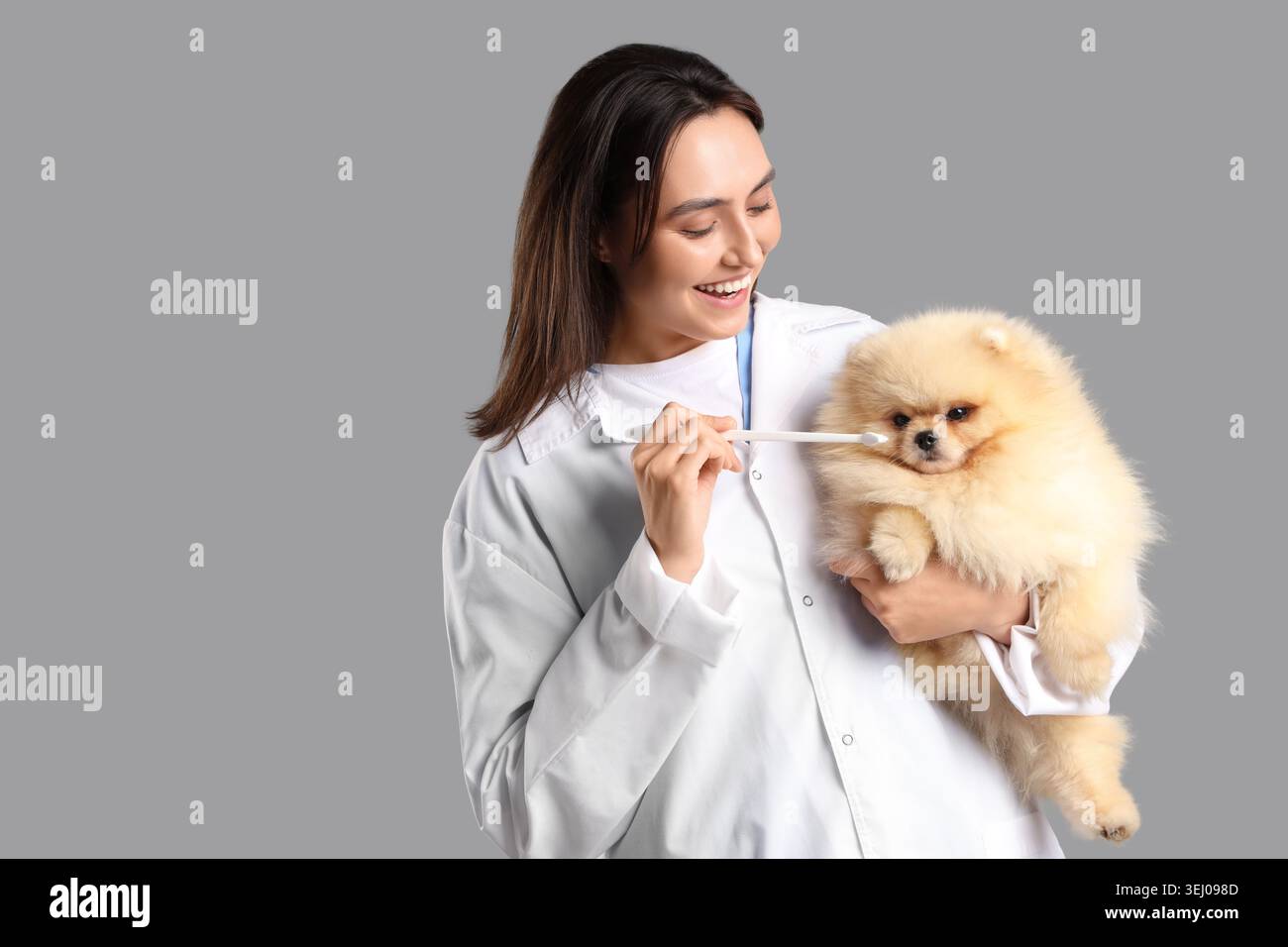Female veterinarian with cute Pomeranian dog and toothbrush on grey ...