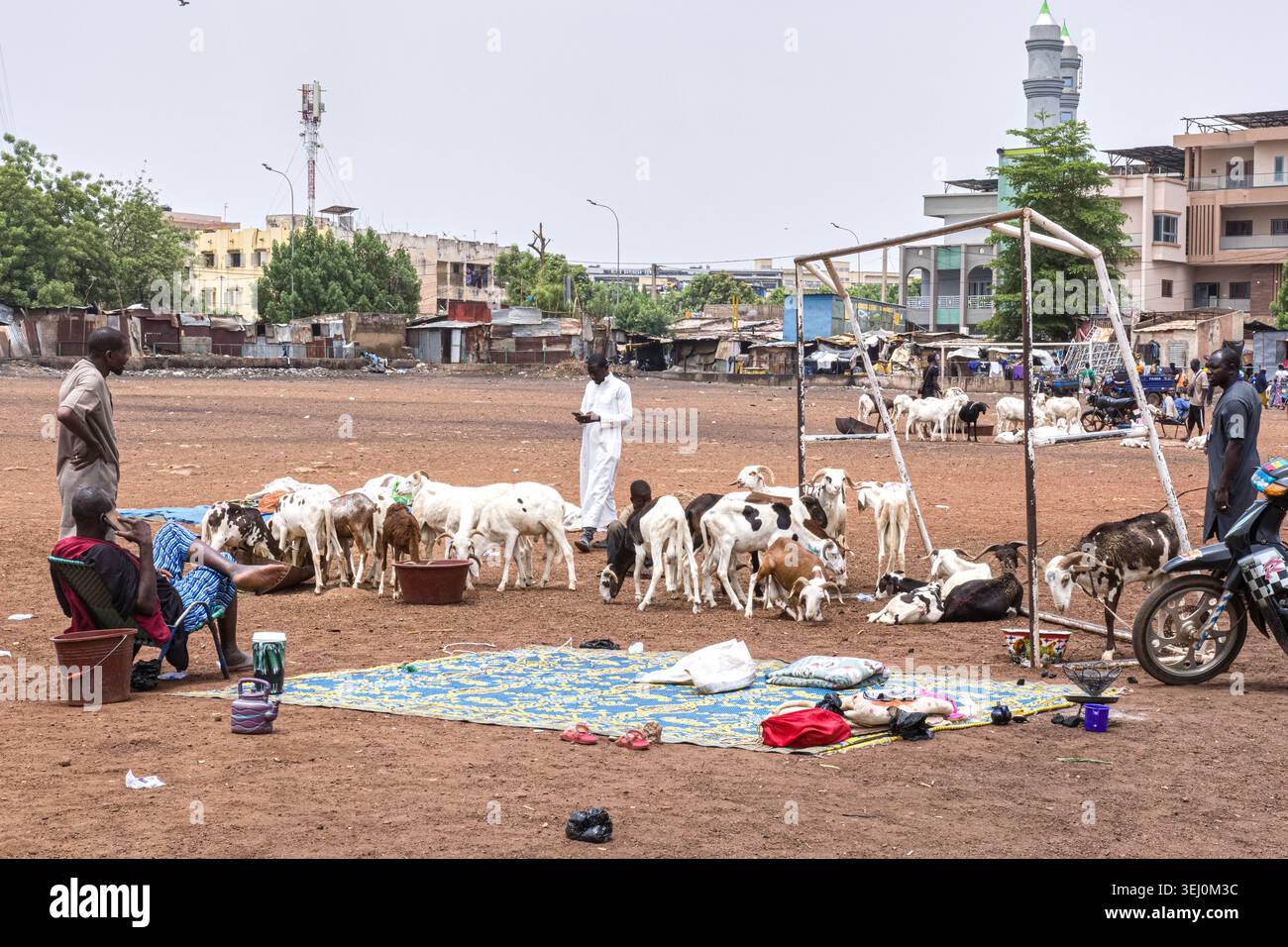 Herders offer their sheep for sale ahead of the Muslim feast of Eid al ...