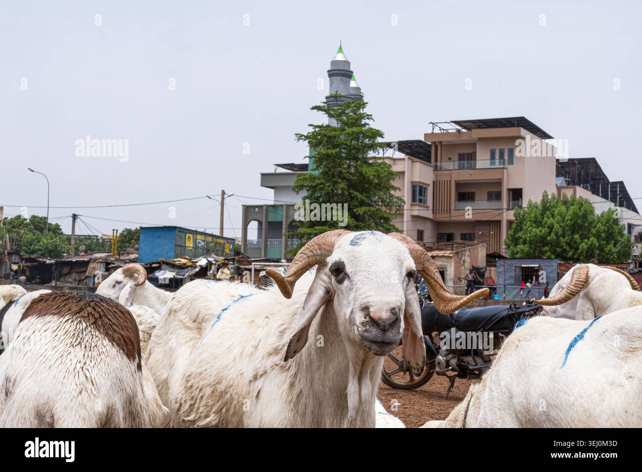 Sheep are offered for sale as Muslims prepare for Eid al-Adha in Bamako ...