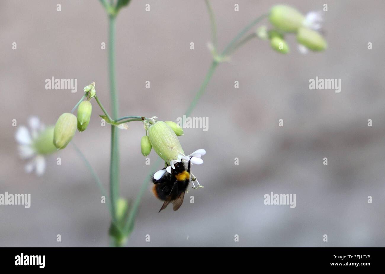 Natur 27.05.2026, Ostramondra, eine Hummel sammelt Pollen an einer ...
