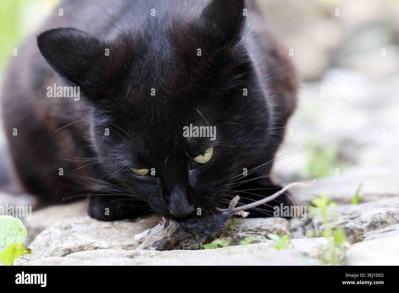 Natur 27.05.2026, Ostramondra, eine schwarze Katze Felis catus frisst ...