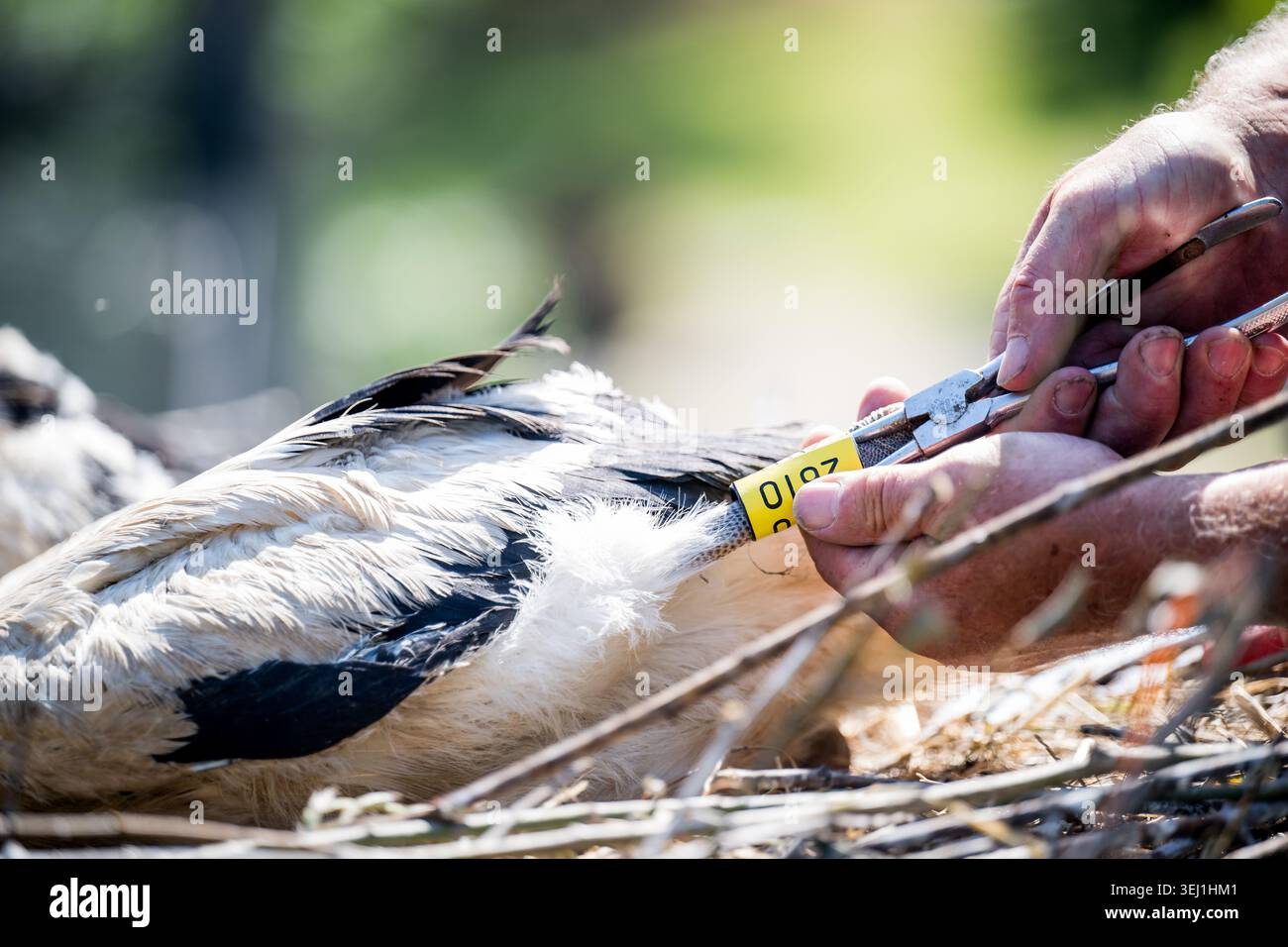 A picture shows the ringing of a young white stork during a press ...