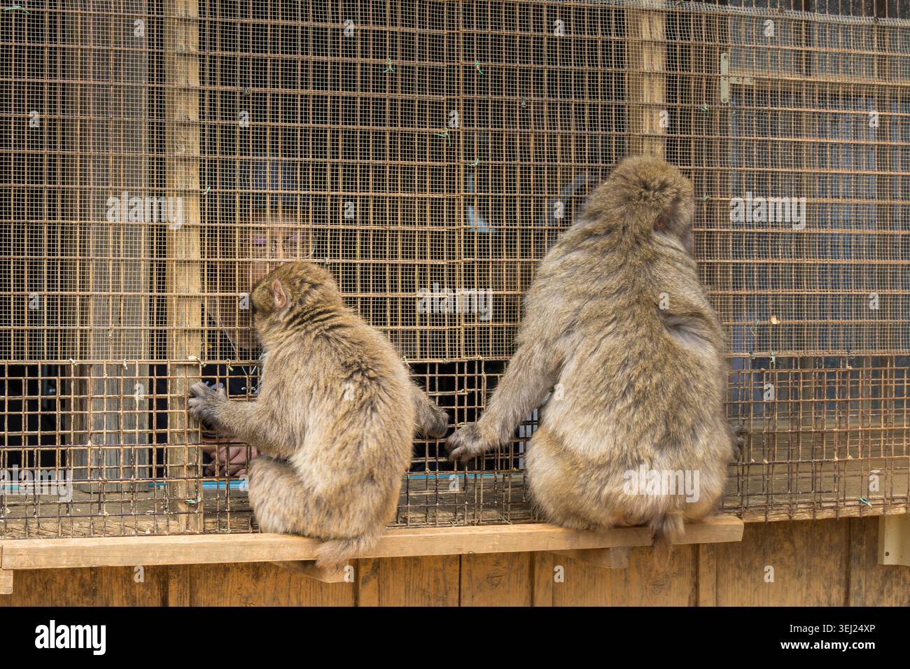 Kyoto, Japan April 18, 2026 japanese macaques sitting and feeding ...