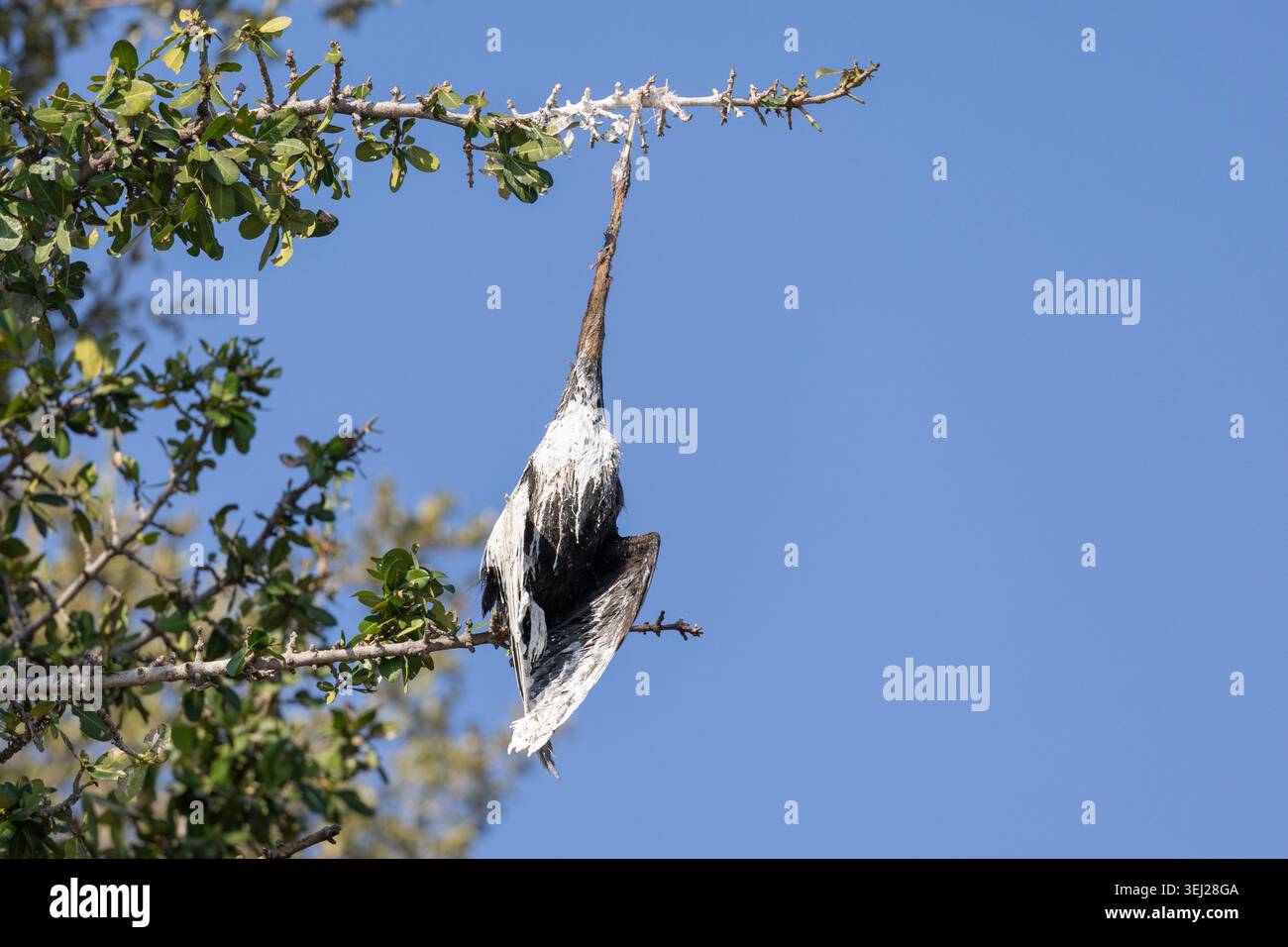 African darter (Anhinga rufa) dead in tree, Chobe national park ...