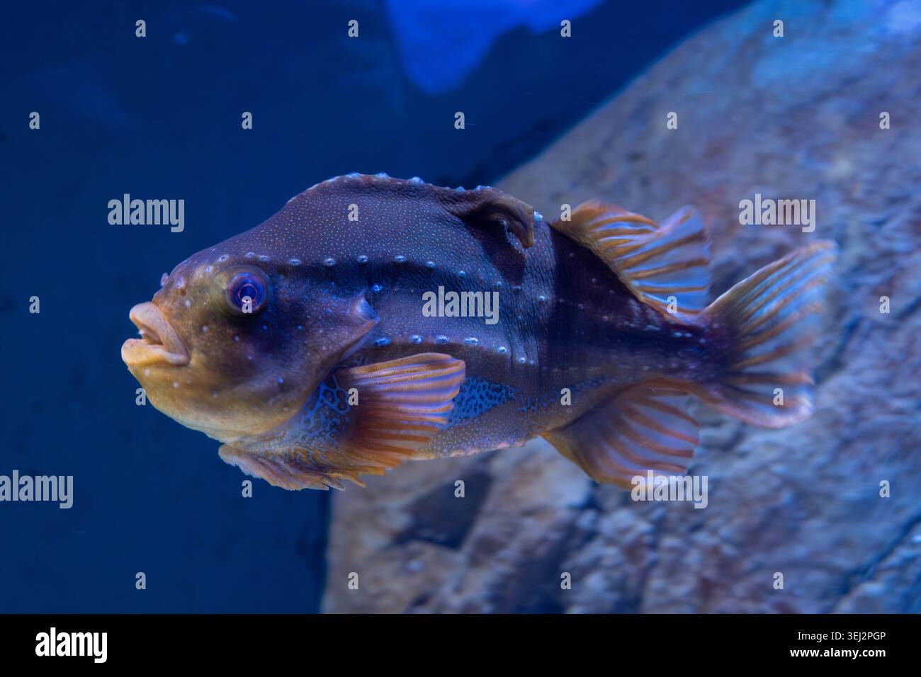 A Lumpfish (Cyclopterus lumpus) fish swimming in the Osaka Aquarium ...