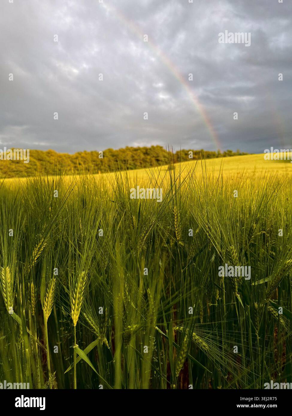 Rainbow over a wheat field in the Lauragais plain, Aude, France on May ...