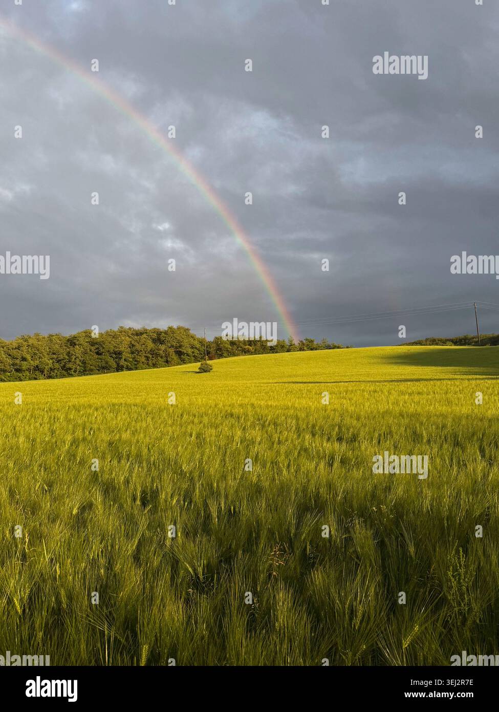 Rainbow over a wheat field in the Lauragais plain, Aude, France on May ...
