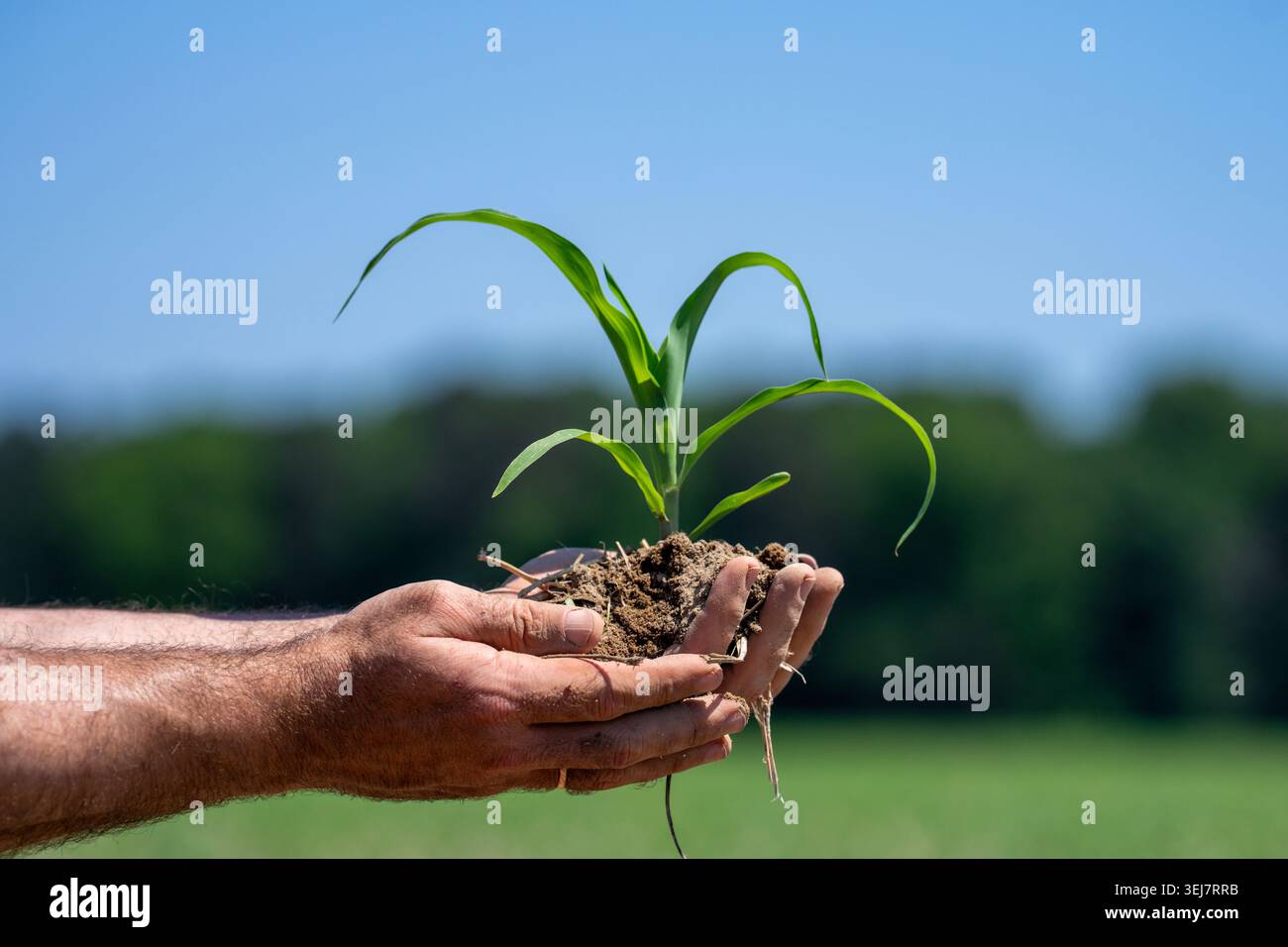 Farmer hand protects young corn plant. Farmer care supports crop growth ...