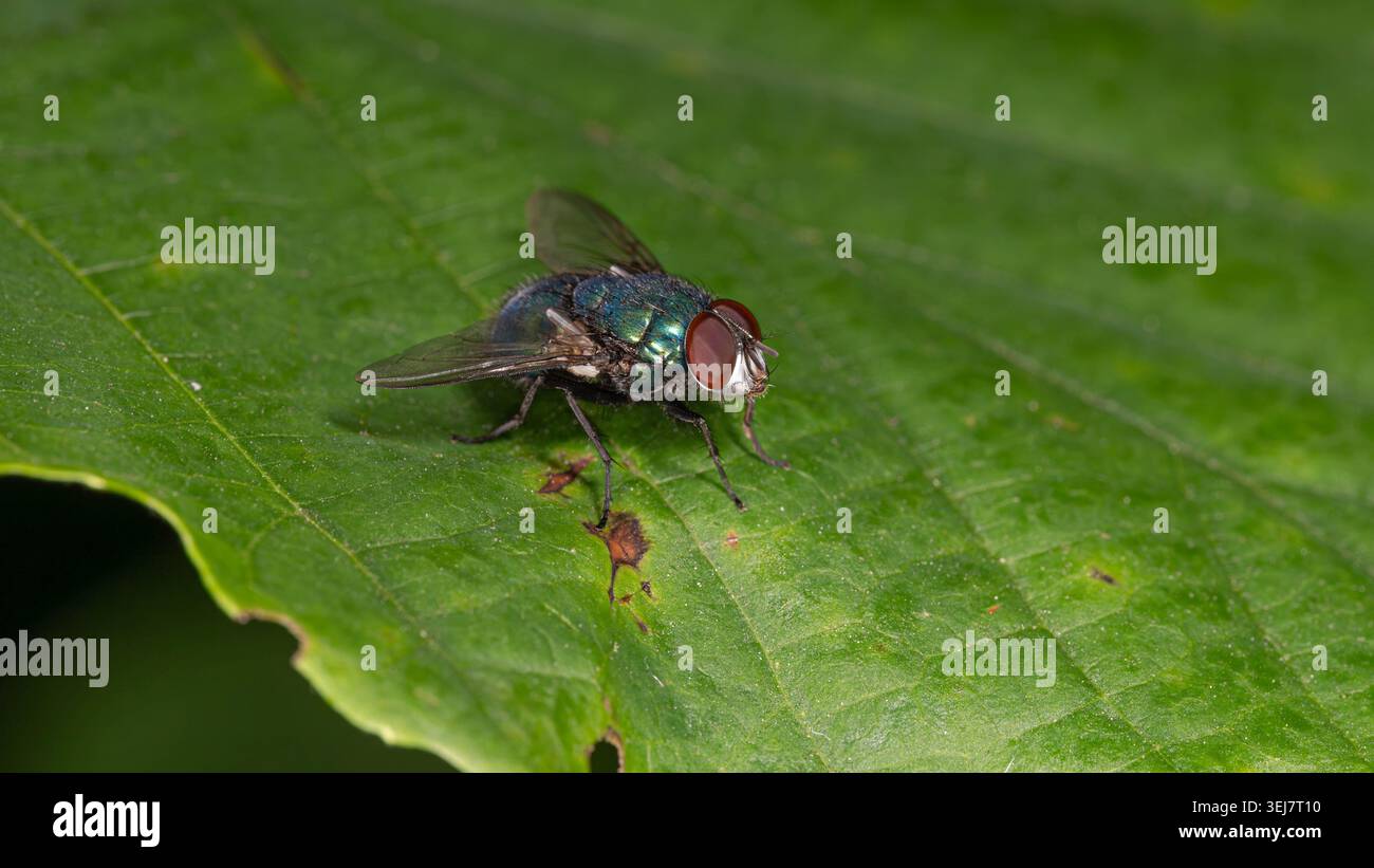 Bio Diversity - Lucilia sericata - Goldfly sitting a green leave ...