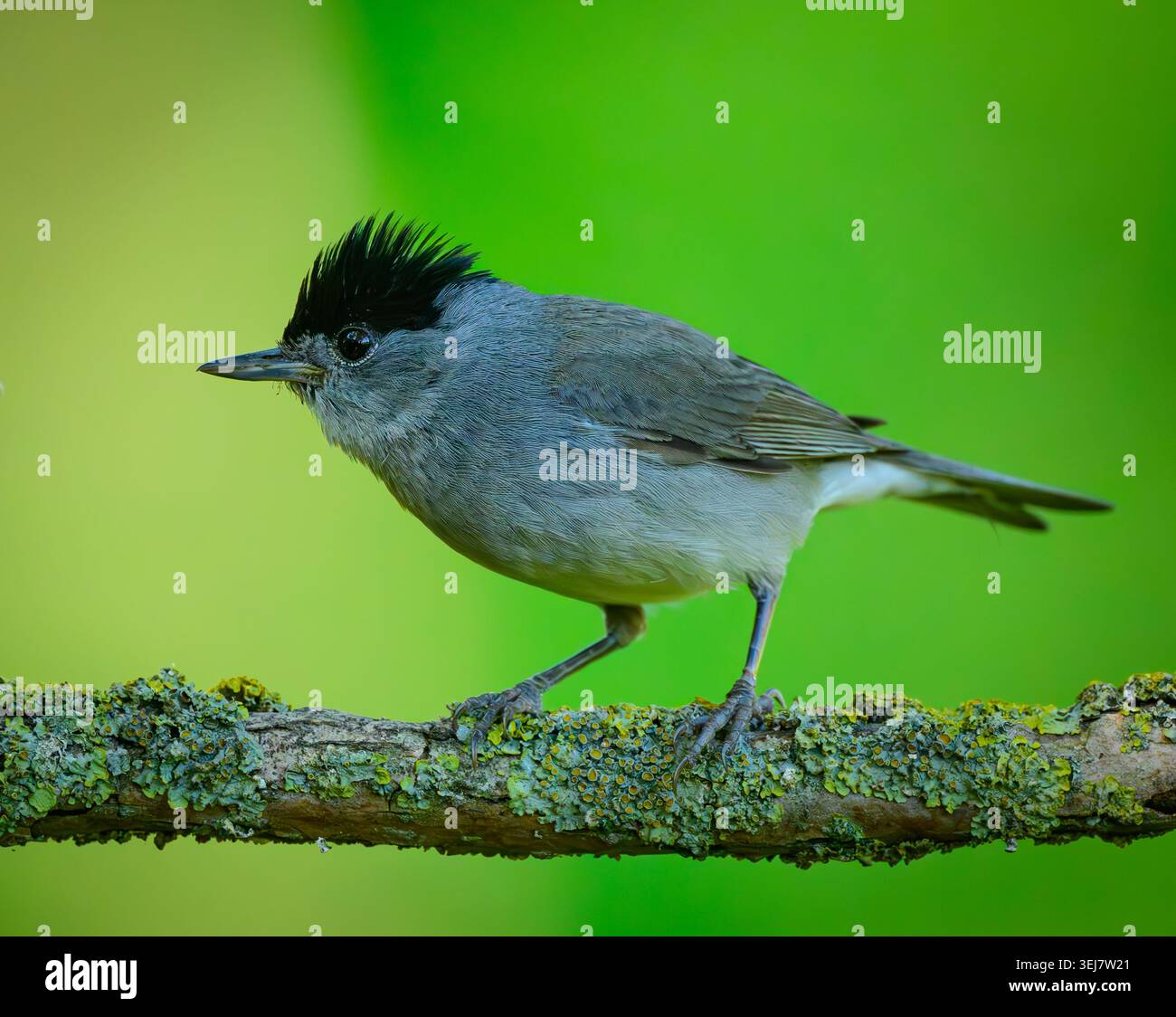 25 May 2026, Brandenburg, Sieversdorf: A blackcap (Sylvia atricapilla ...