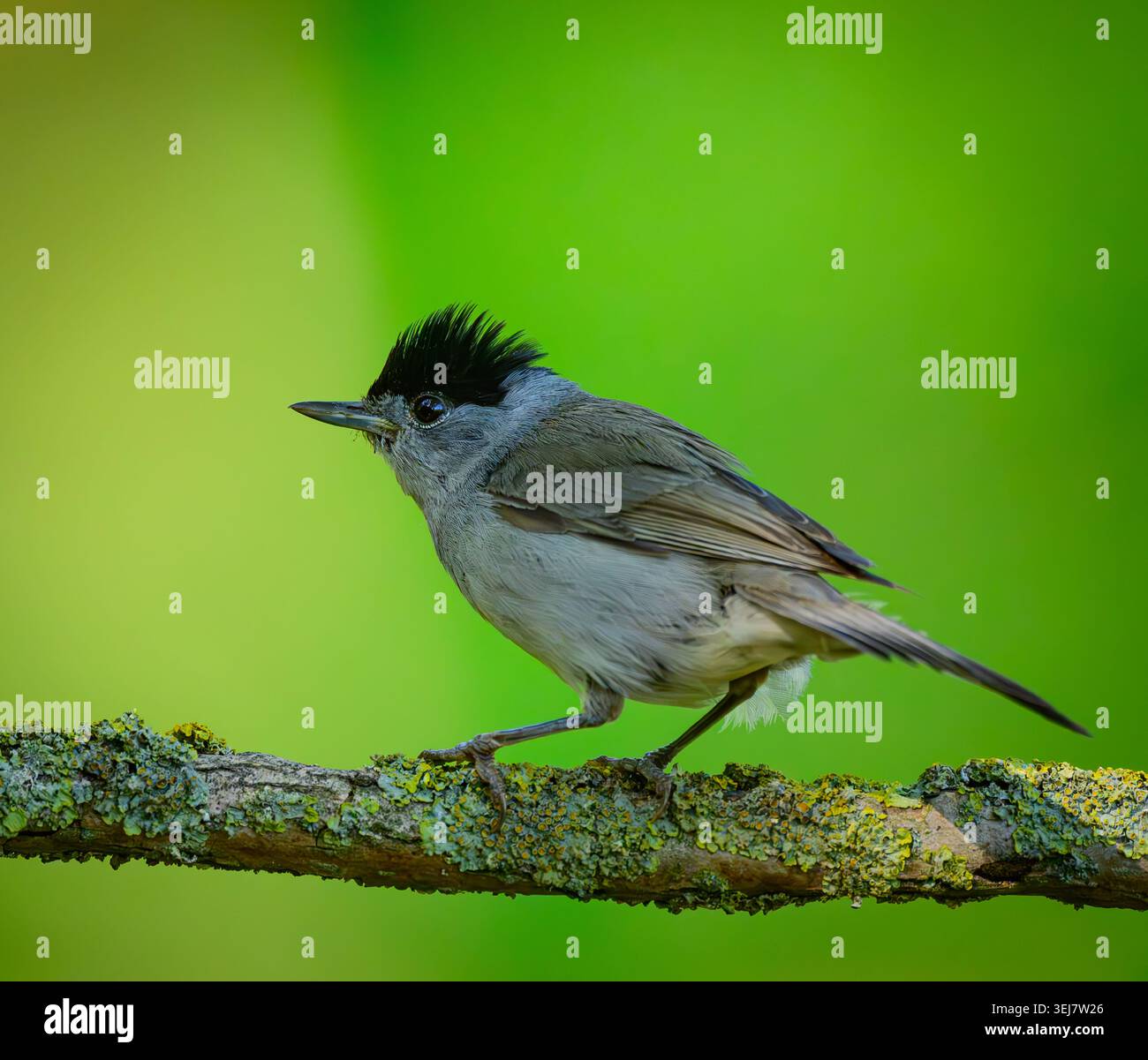 25 May 2026, Brandenburg, Sieversdorf: A blackcap (Sylvia atricapilla ...