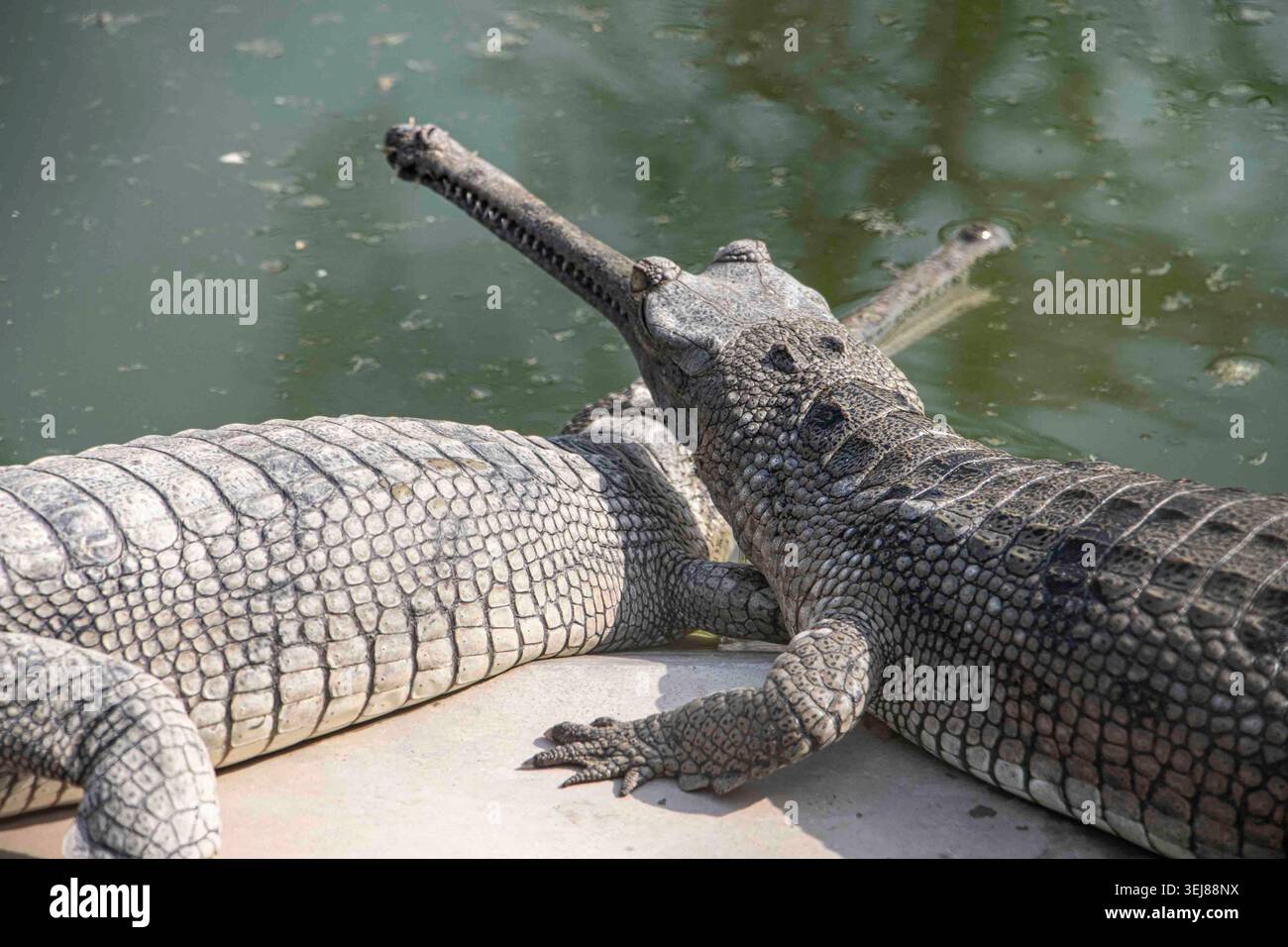 The Gharial Breeding Centre In Chitwan National Park Has For Decades