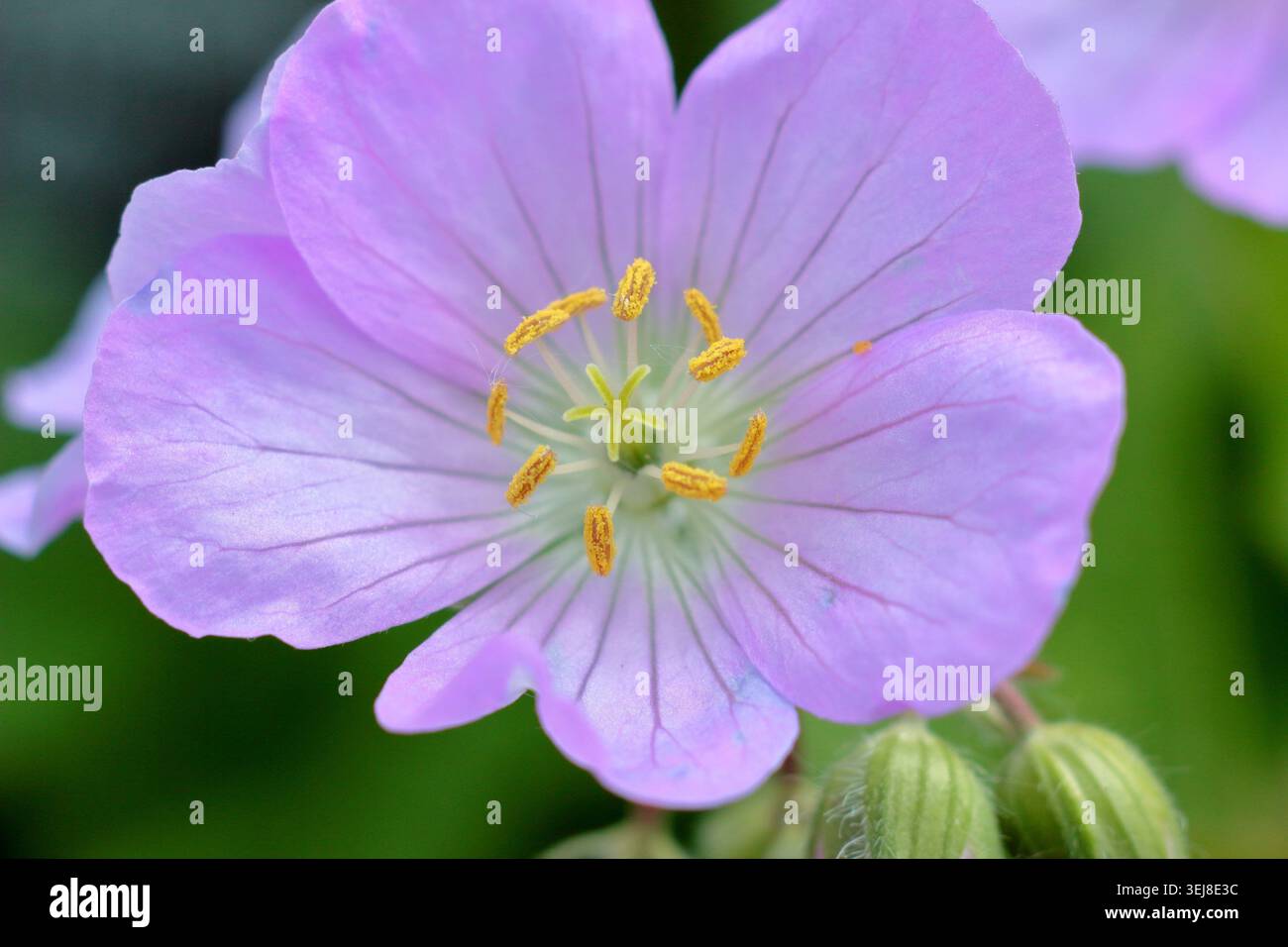 Geranium Vickie Lynn Stock Photo - Alamy