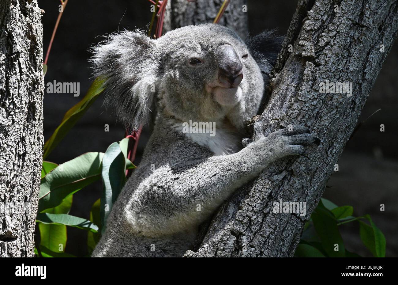 28 May 2026, Baden-Württemberg, Stuttgart: A koala sits in its ...