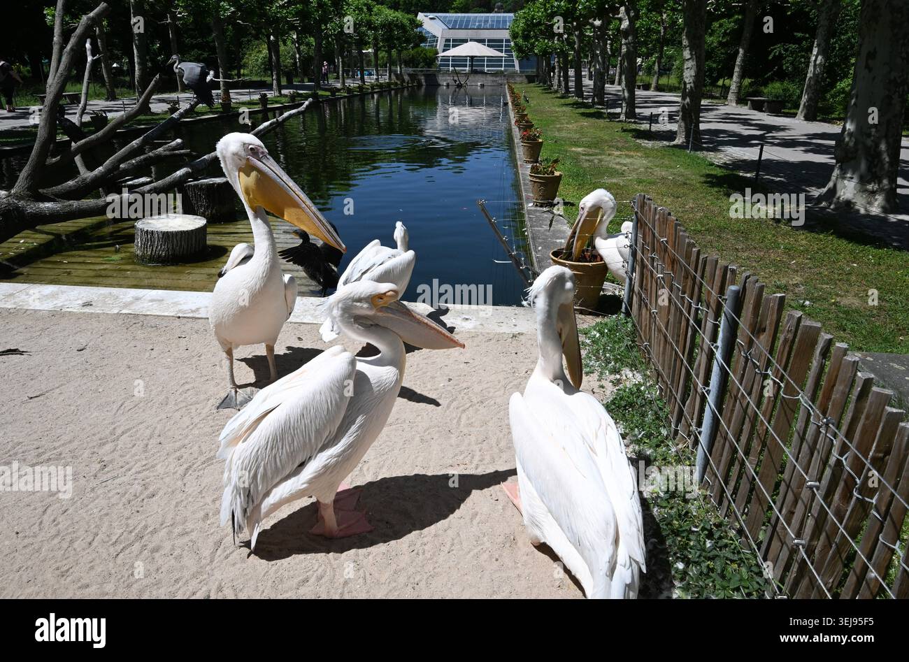 28 May 2026, Baden-Württemberg, Stuttgart: Pelicans sunbathe in their ...