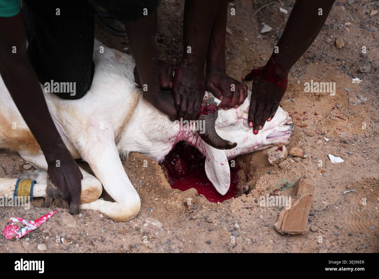 People slaughter a sheep for the Eid al-Adha feast, in the Yoff ...