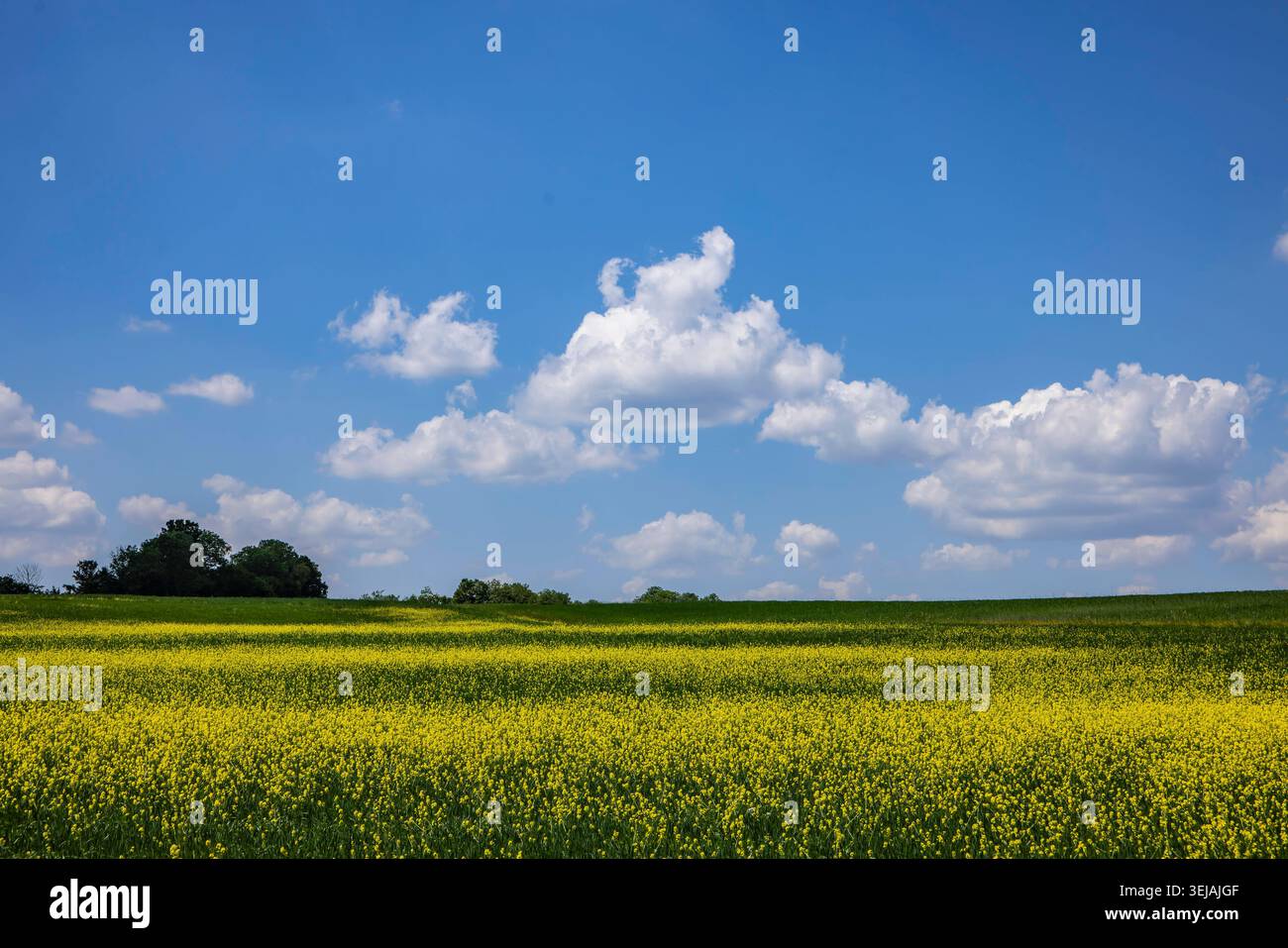 Blühendes Rapsfeld mit Wolken. // 27.05.2026, Geislingen an der Steige ...
