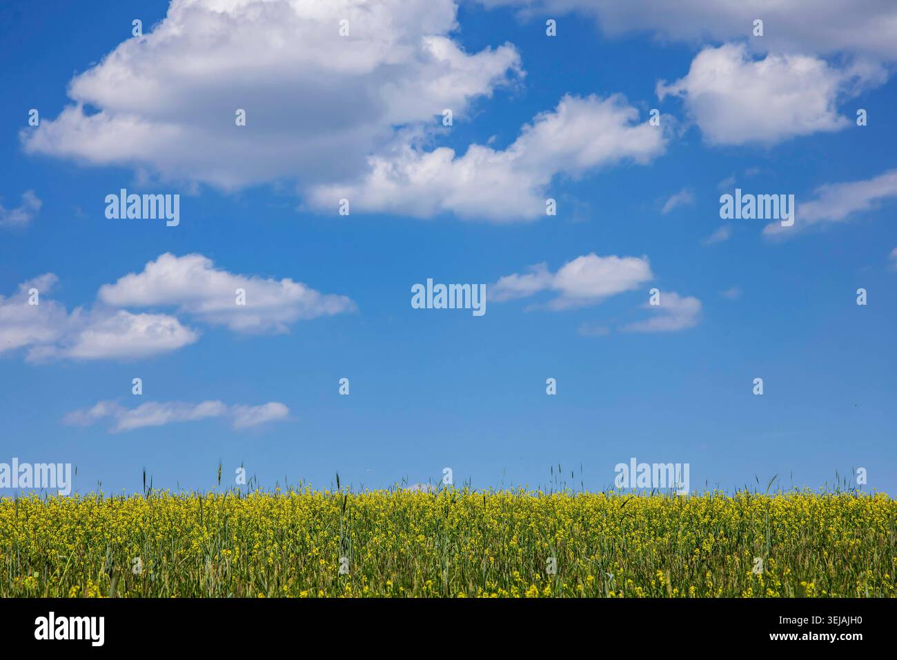 Blühendes Rapsfeld mit Wolken. // 27.05.2026, Geislingen an der Steige ...