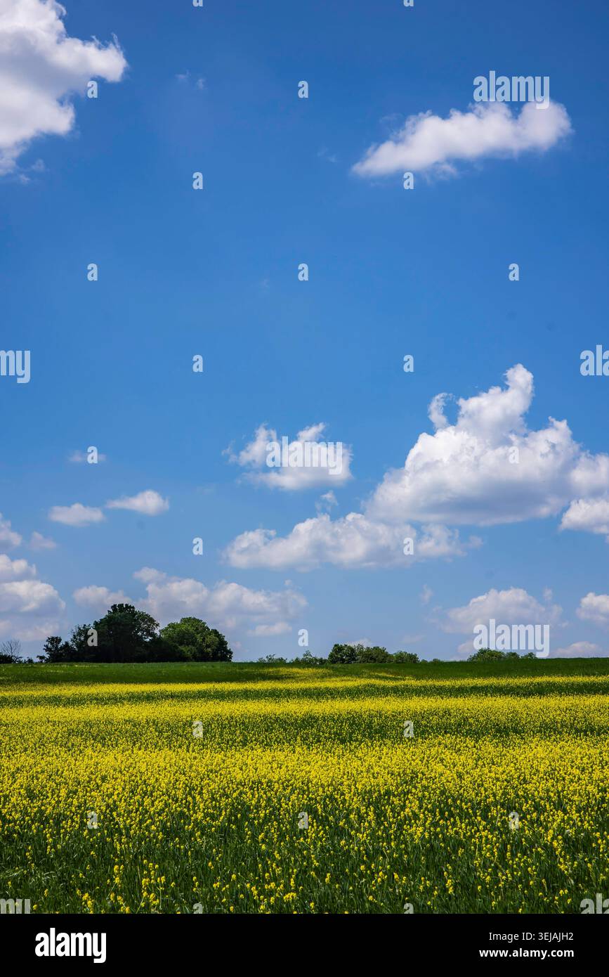 Blühendes Rapsfeld mit Wolken. // 27.05.2026, Geislingen an der Steige ...