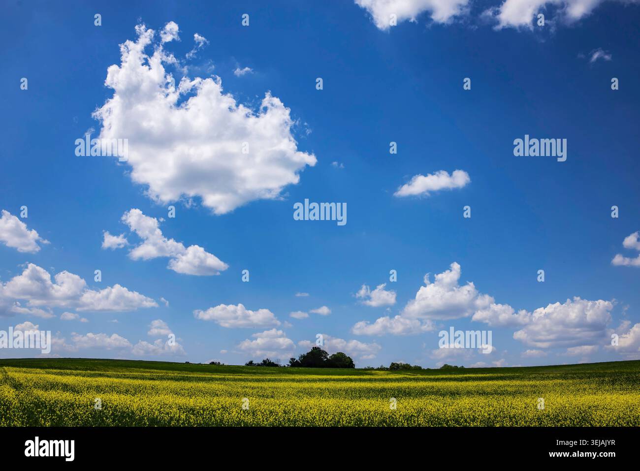 Blühendes Rapsfeld mit Wolken. // 27.05.2026, Geislingen an der Steige ...