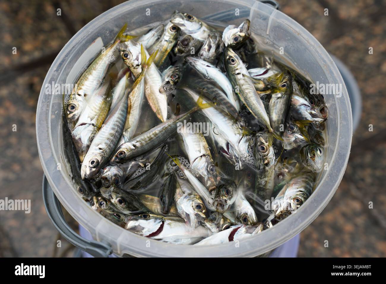 May 24, 2026, Istanbul, Turkey: A bucket containing a freshly caught ...