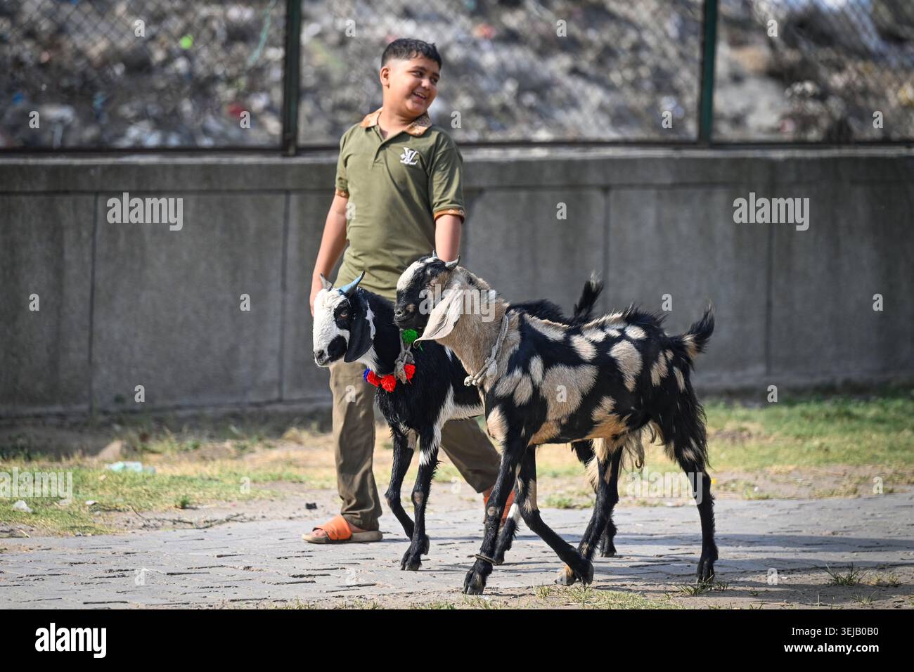 NEW DELHI, INDIA - MAY 28: A Muslim boy take sacrificial goats outside ...