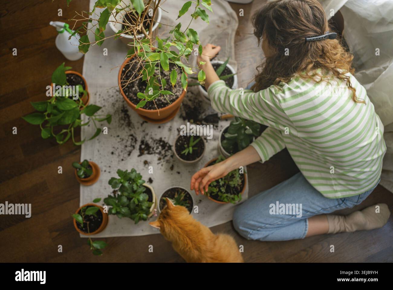 Woman caring houseplants repotting hi-res stock photography and images ...