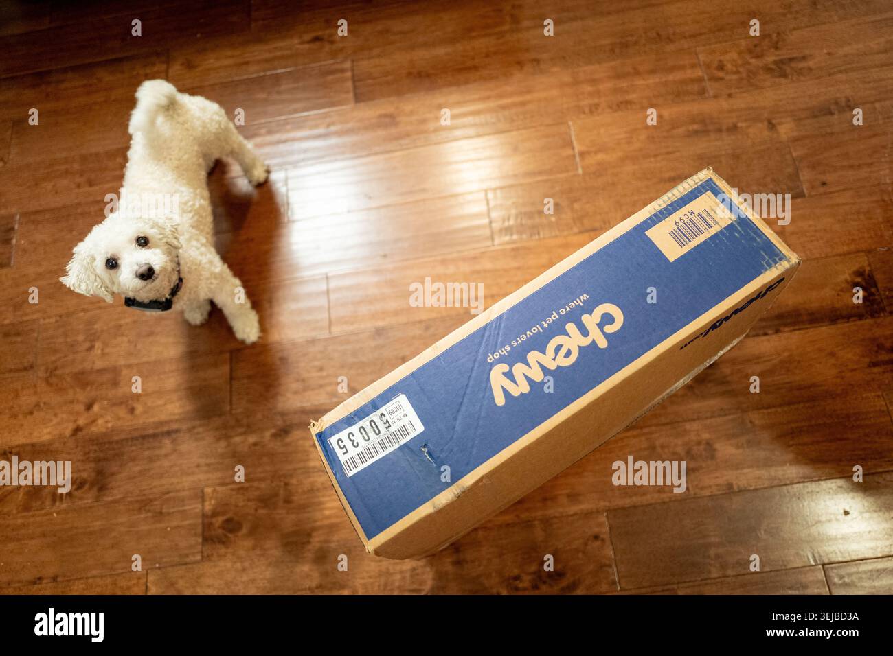 A Bichon Frise dog stands beside shipping box for pet products company ...