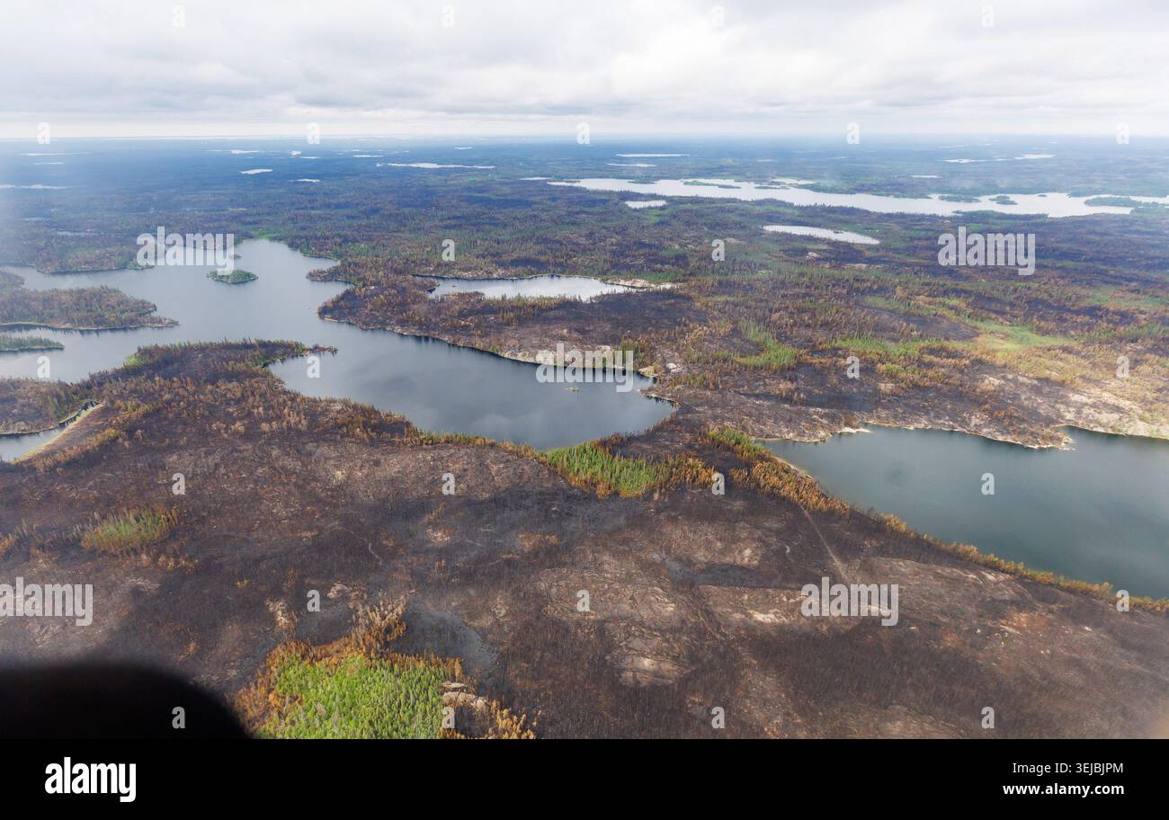 Trees burned by wildfires in northern Manitoba are shown during a ...