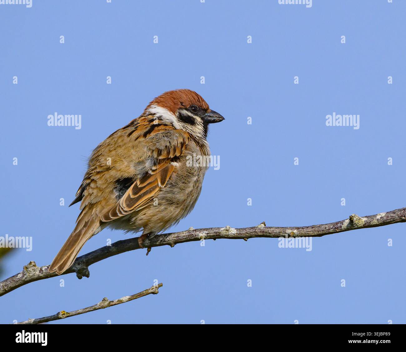 19 May 2026, Sweden, Alvedsjöbodar: A tree sparrow (Passer montanus ...