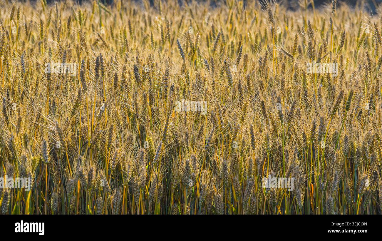 QINGDAO, CHINA - MAY 28, 2026 - Wheat growing in wheat fields in ...
