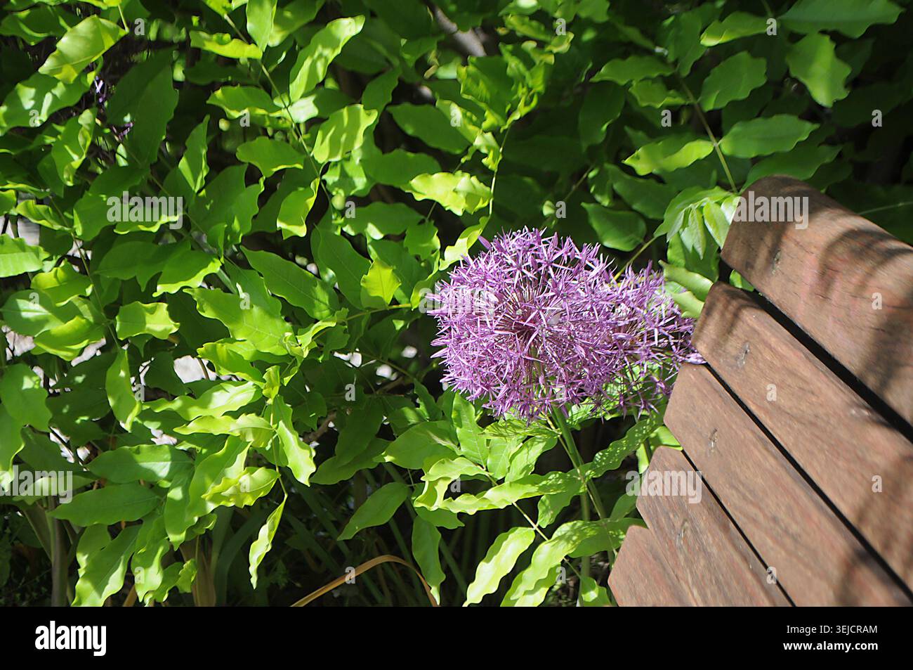 Copenhagen/Denmark /28 may 2026/ornament allum flower s in tiny garen ...