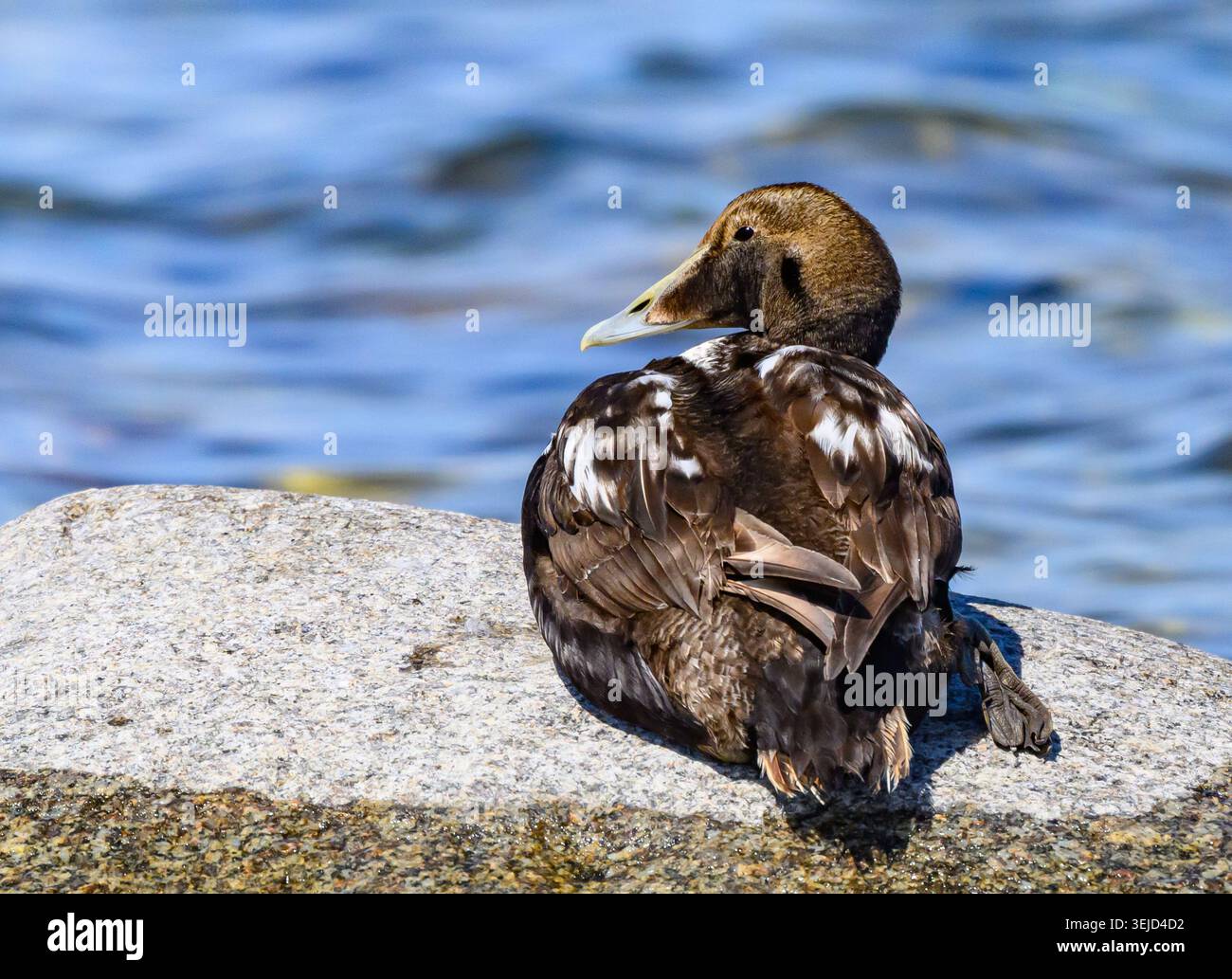 18 May 2026, Sweden, Alvedsjöbodar: An eider duck (Somateria mollissima ...