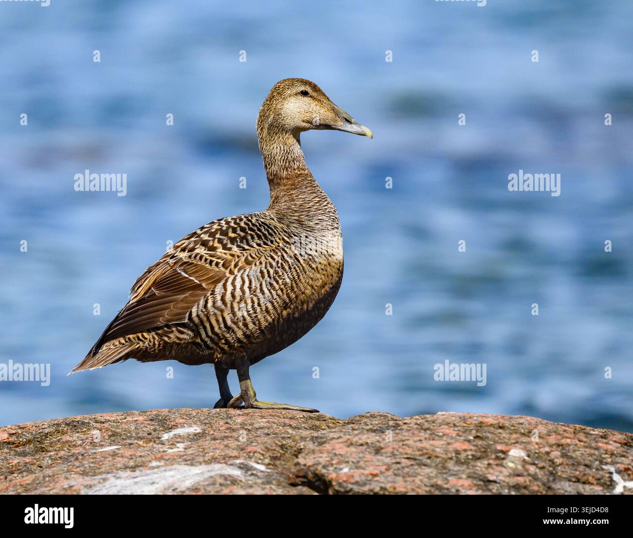 18 May 2026, Sweden, Alvedsjöbodar: An eider duck (Somateria mollissima ...