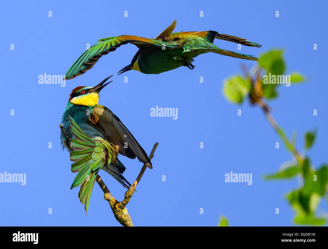 26 May 2026, Brandenburg, Seelow: Two colorful bee-eaters (Merops ...