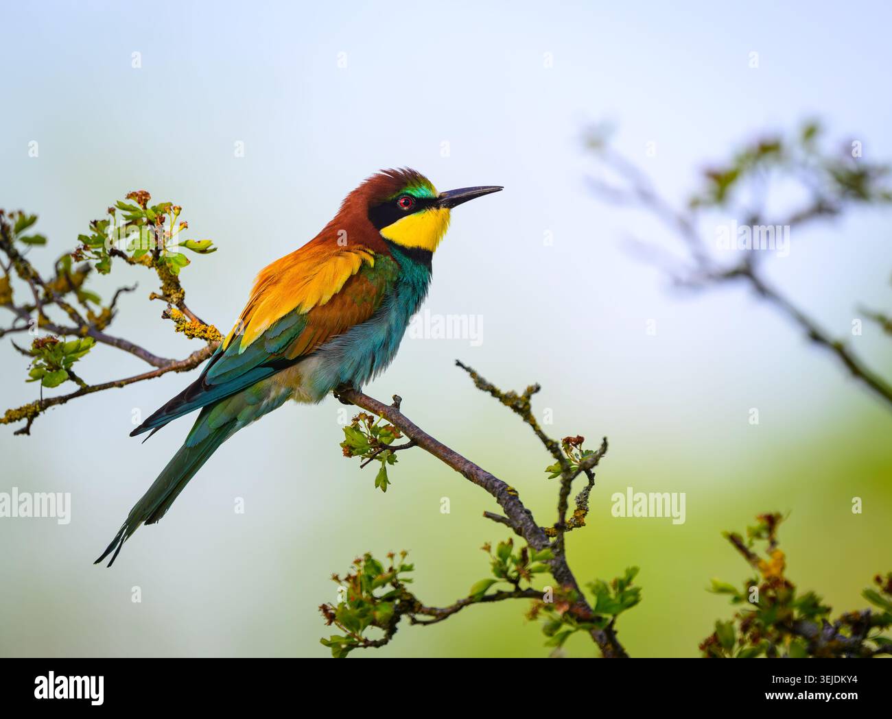 26 May 2026, Brandenburg, Seelow: A colorful bee-eater (Merops apiaster ...