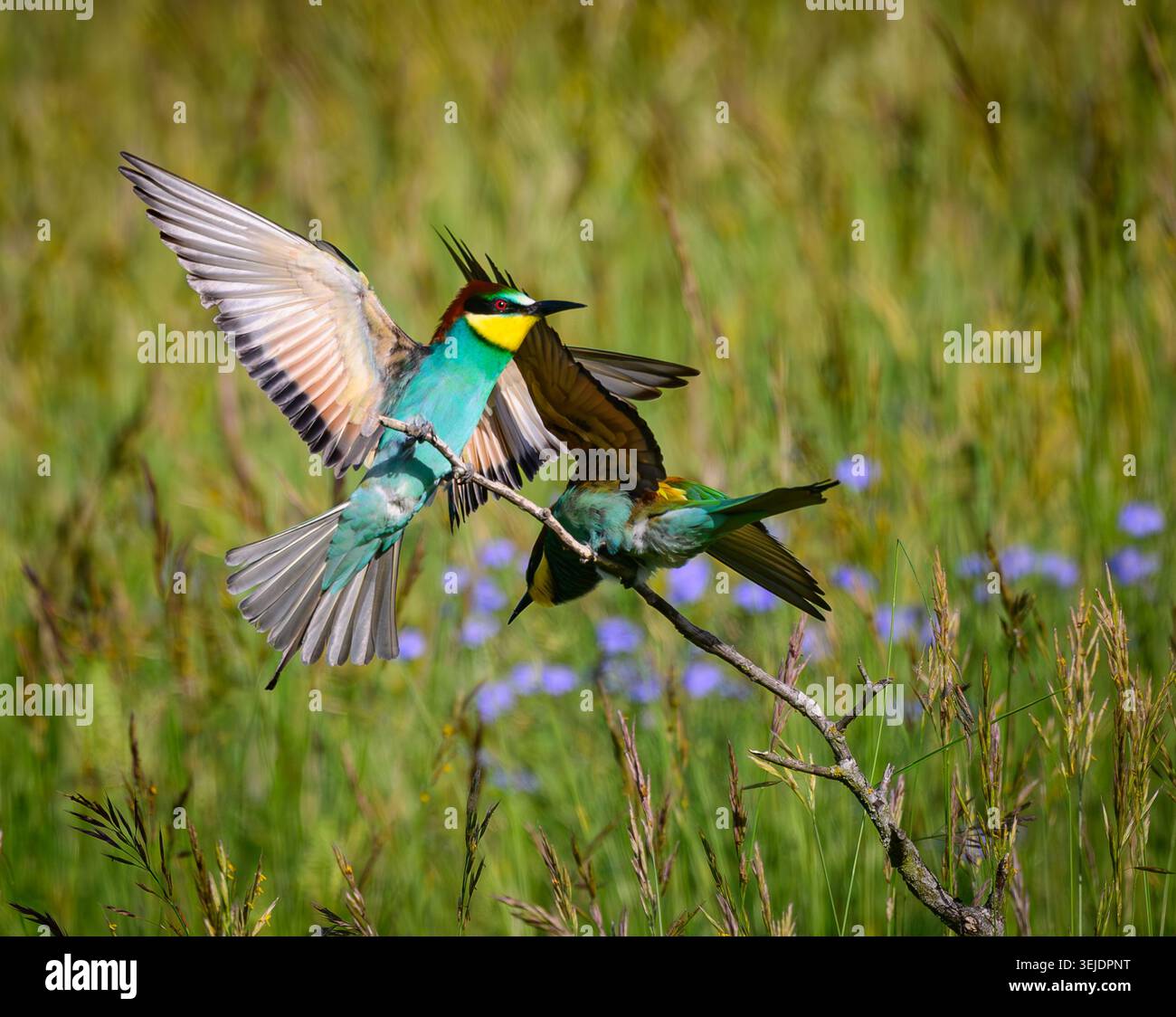 26 May 2026, Brandenburg, Seelow: Two colorful bee-eaters (Merops ...
