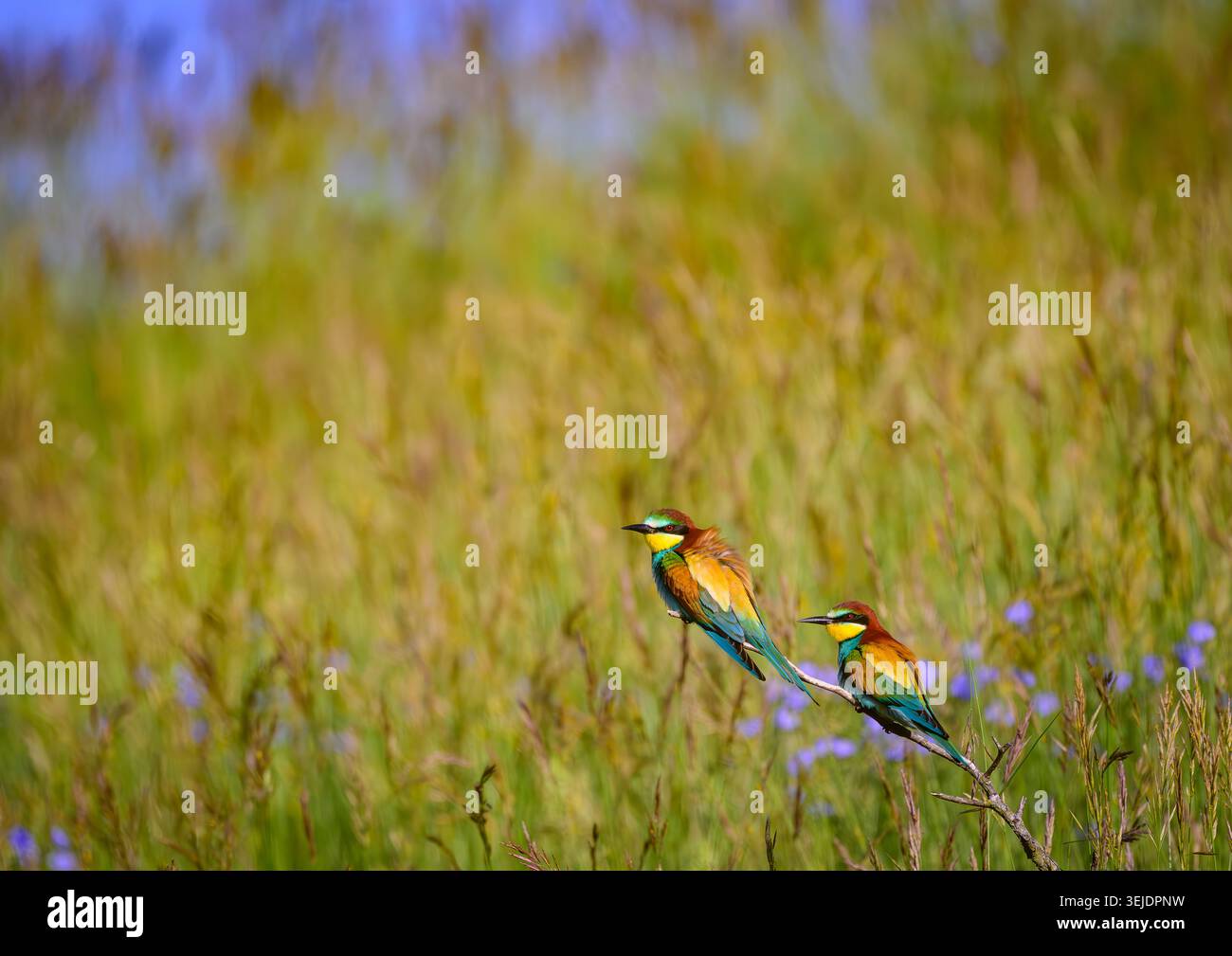 26 May 2026, Brandenburg, Seelow: Two colorful bee-eaters (Merops ...