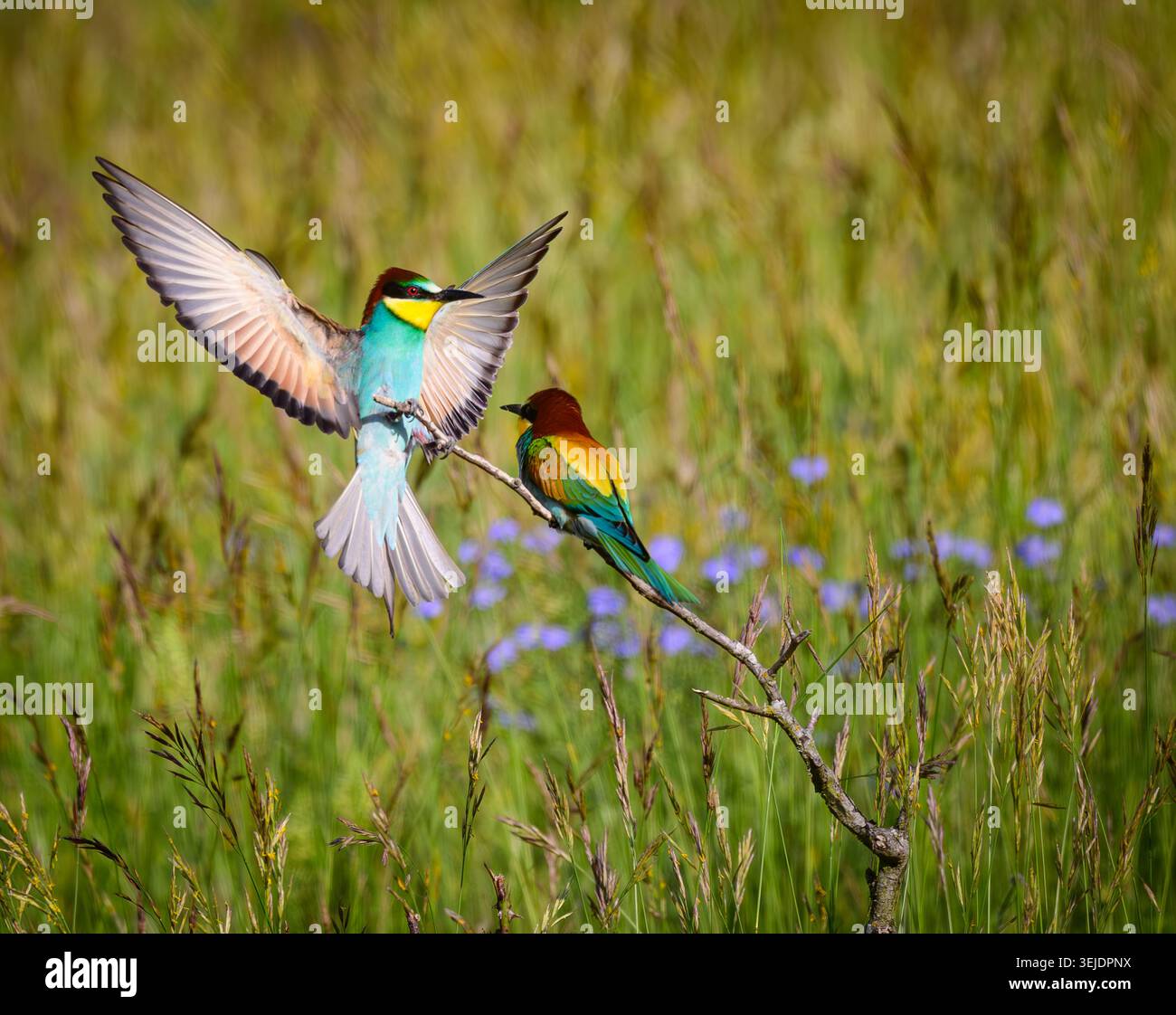 26 May 2026, Brandenburg, Seelow: Two colorful bee-eaters (Merops ...