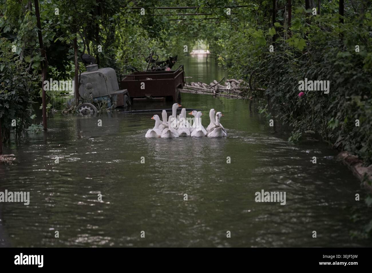 A flock of ducks swims through a flooded farm area along the banks of ...